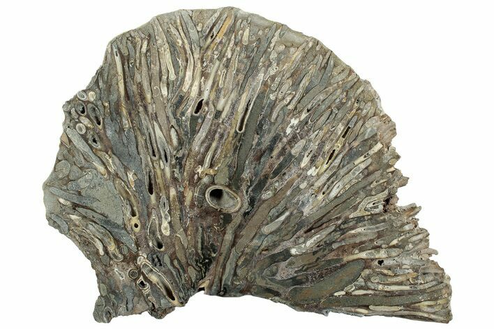 6.9" Polished Fossil Teredo (Shipworm Bored) Wood - England (#240730 ...