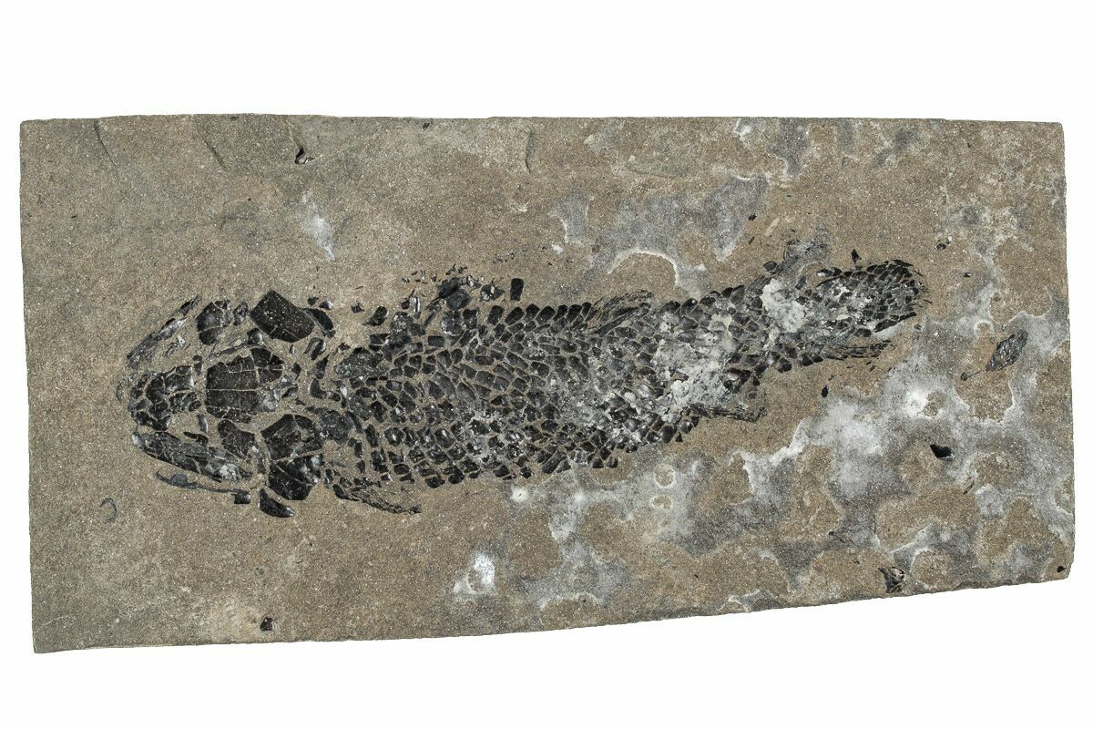 3.7" Devonian Lobed-Fin Fish (Osteolepis) Fossil - Scotland (#240751 ...
