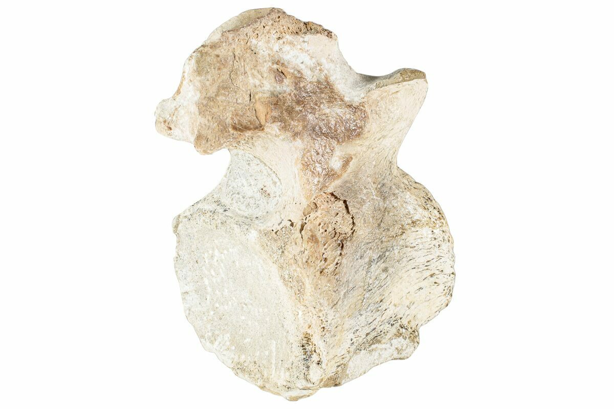 4" Fossil Plesiosaur (Thililua?) Vertebra - Asfla, Morocco (#240927 ...