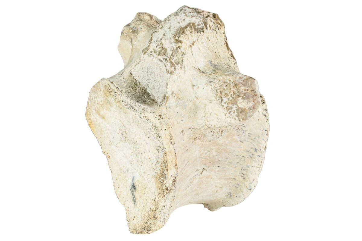 3.3" Fossil Plesiosaur (Thililua?) Vertebra - Asfla, Morocco (#240929 ...