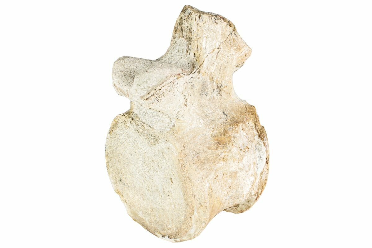 4" Fossil Cretaceous Plesiosaur Vertebra - Asfla, Morocco (#240930) For ...