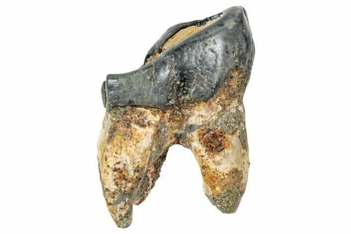 1.8" Rooted Fossil Desmostylus (Hippo-Like Animal) Molar - California ...