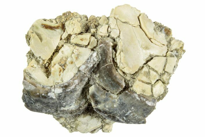 2.3" Fossil Titanothere (Megacerops) Partial Tooth - South Dakota ...