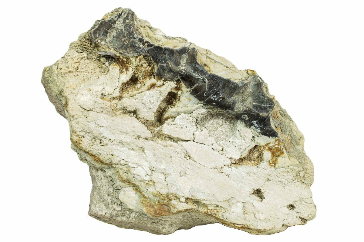 6.5" Titanothere (Megacerops) Jaw Section - South Dakota (#241474) For ...