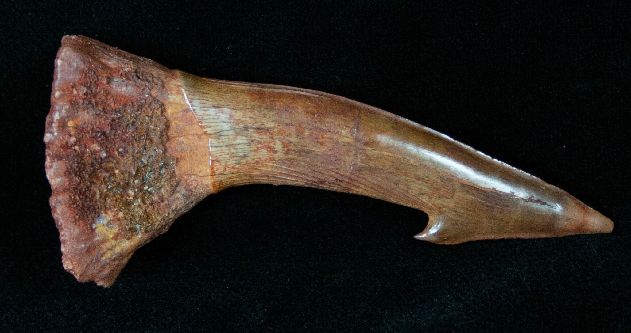 2.7" Onchopristis (Giant Sawfish) Rostral Barb/Tooth For Sale (#14456 ...