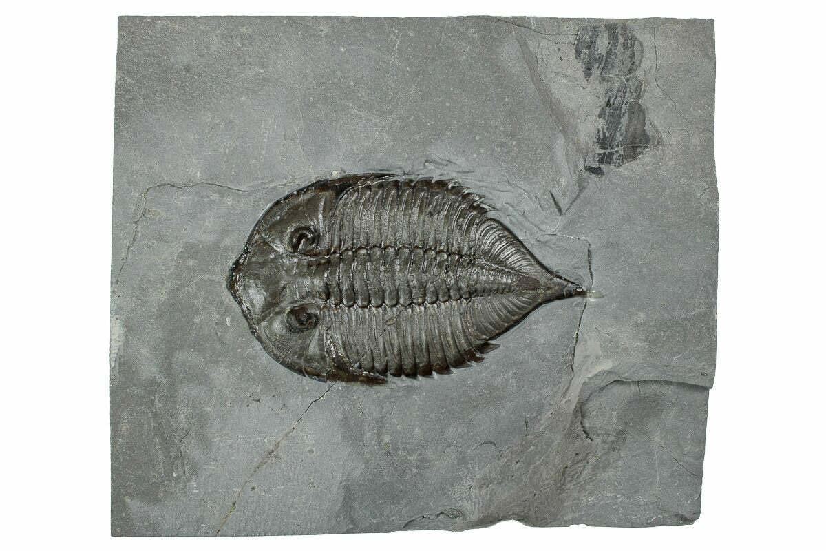 2.4" Dalmanites Trilobite Fossil - New York (#241925) For Sale ...