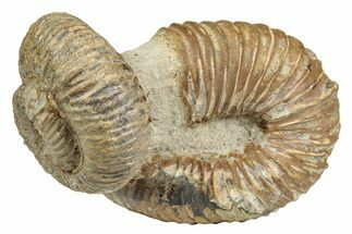 3.4" Fossil Heteromorph (Nostoceras) Ammonite - Madagascar (#241983 ...