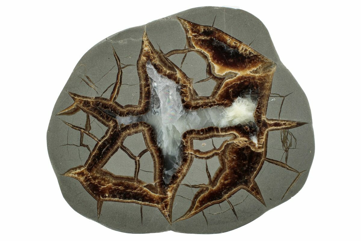 4.2" Polished Septarian Nodule Half - Utah (#242008) For Sale ...
