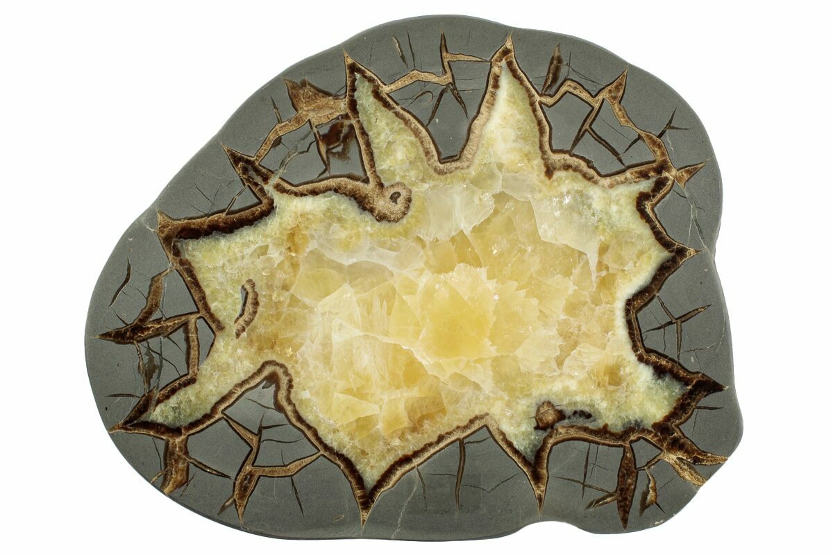 6.7" Polished Septarian Slab - Utah (#242168) For Sale - FossilEra.com