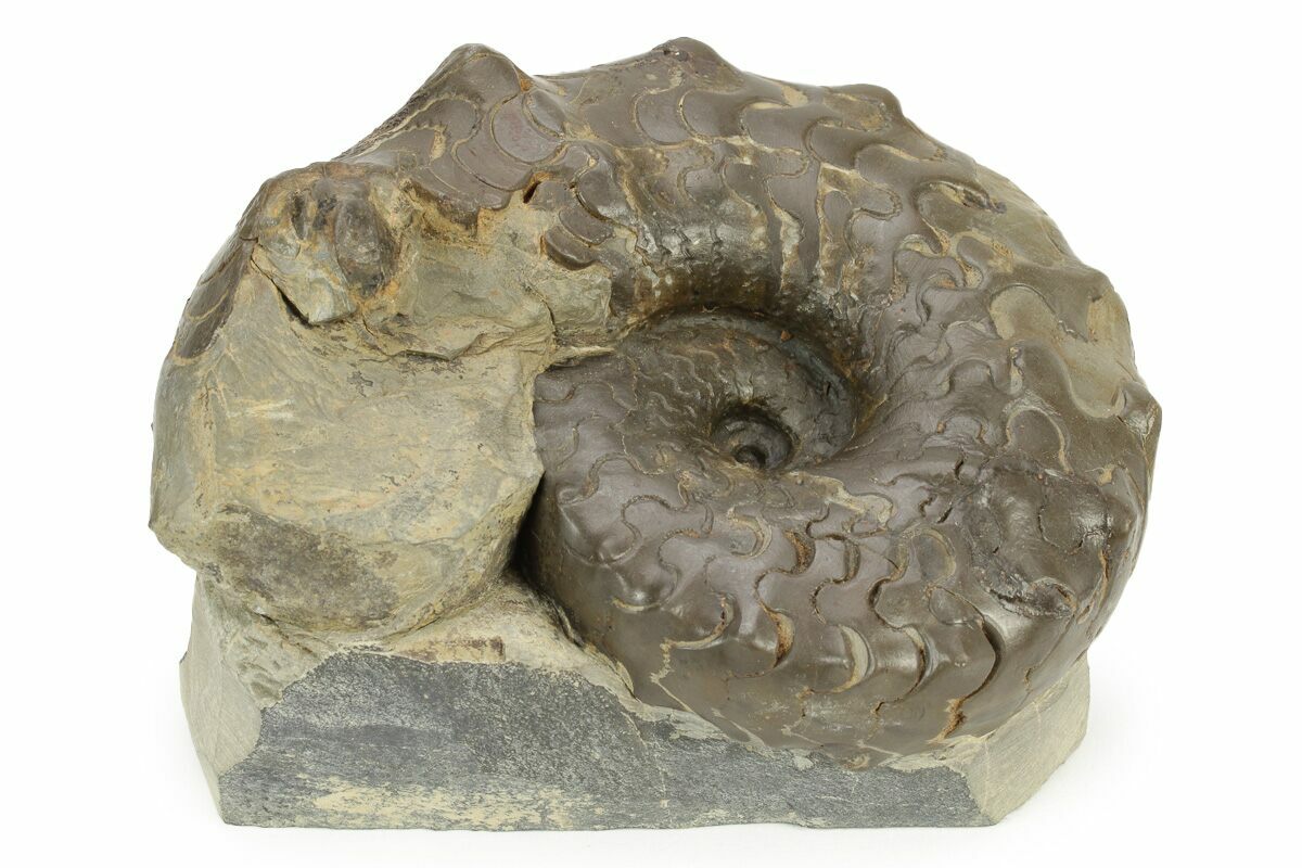 3.65" Triassic Ammonite (Ceratites) Fossil - Germany (#242201) For Sale ...