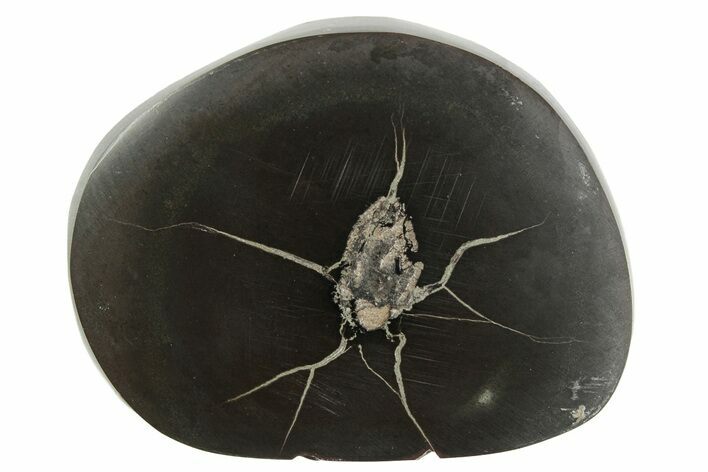2.35" Polished Fish Coprolite (Fossil Poo) Nodule Half - Scotland ...