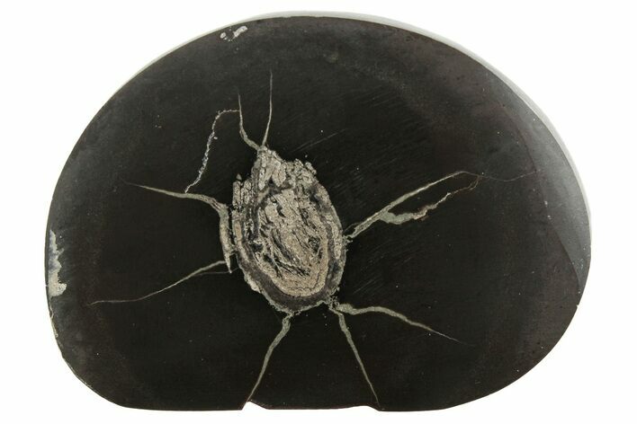 2.2" Polished Fish Coprolite (Fossil Poo) Nodule Half - Scotland ...