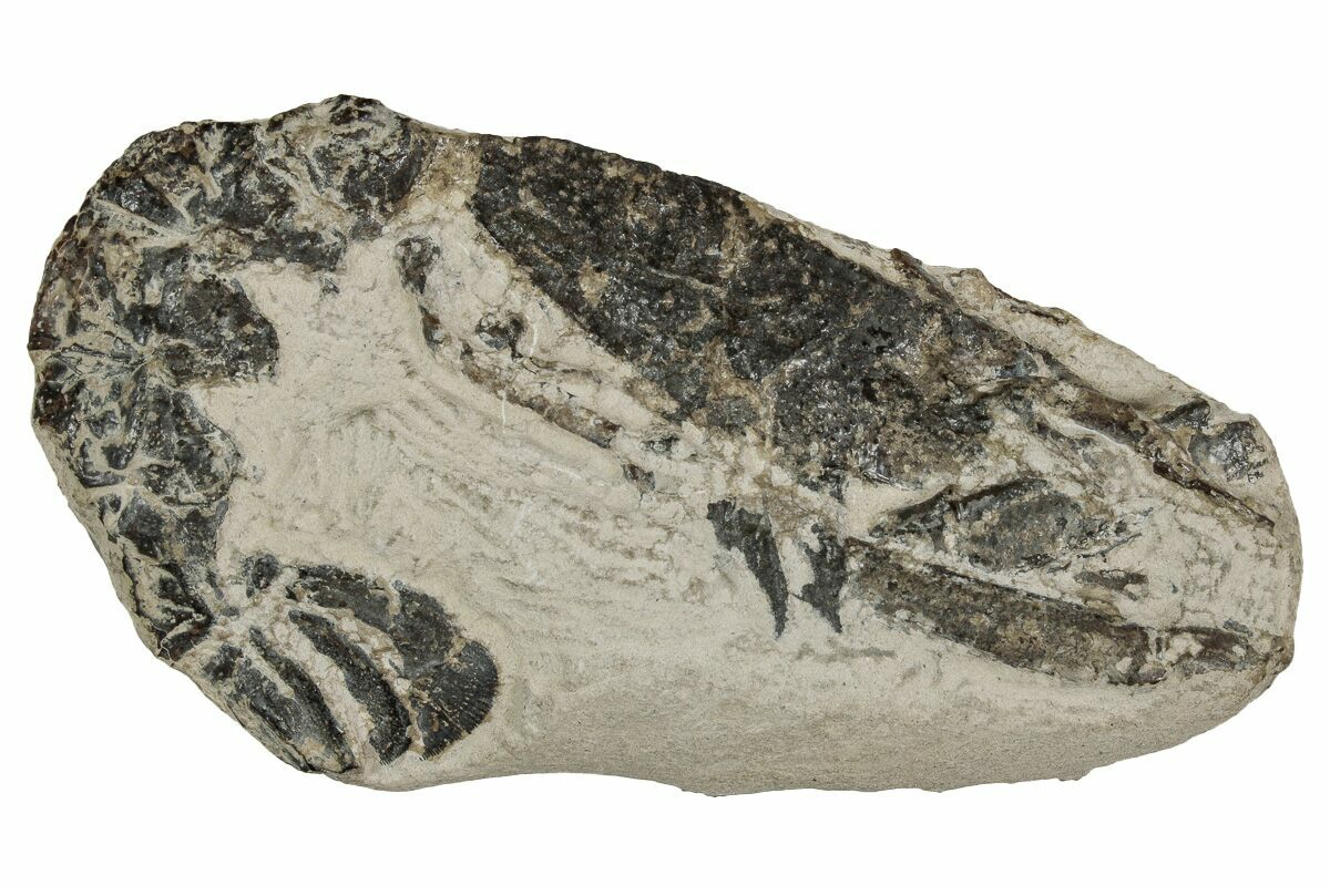 3.6" Fossil Lobster (Meyeria) - Cretaceous, Isle of Wight (#242181) For ...