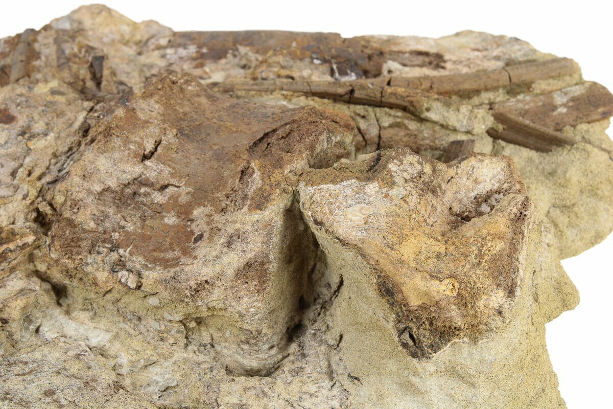 12" Dinosaur Vertebra and Tendons in Situ - Lance Formation, Wyoming ...