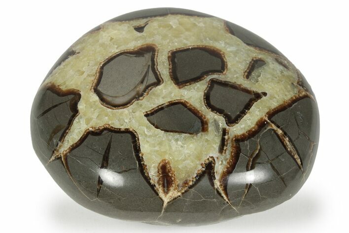 3.2" Beautiful Polished Septarian Nodule - Utah (#242470) For Sale ...