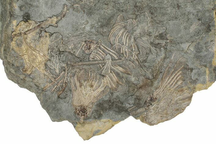 13.5" Slab Of Limestone With Crinoids (Cactocrinus) - Iowa (#242506 ...