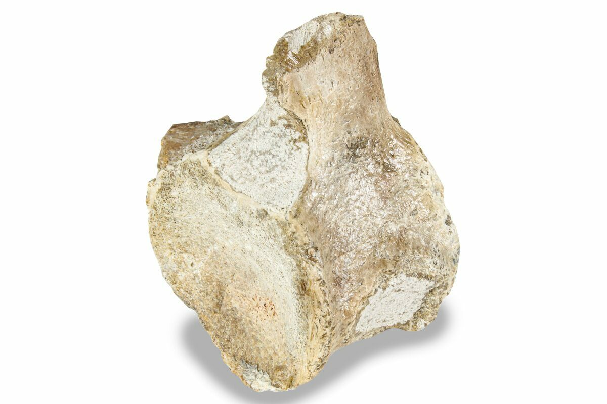 2.5" Fossil Plesiosaur (Thililua?) Vertebra - Asfla, Morocco (#240936 ...