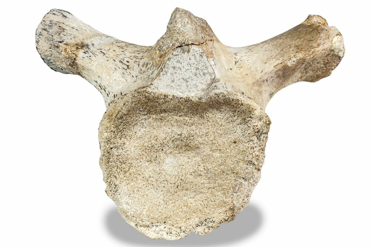 4.5" Fossil Plesiosaur (Thililua?) Vertebra - Asfla, Morocco (#240939 ...