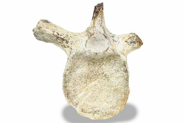 3.9" Fossil Plesiosaur (Thililua?) Vertebra - Asfla, Morocco (#240933 ...