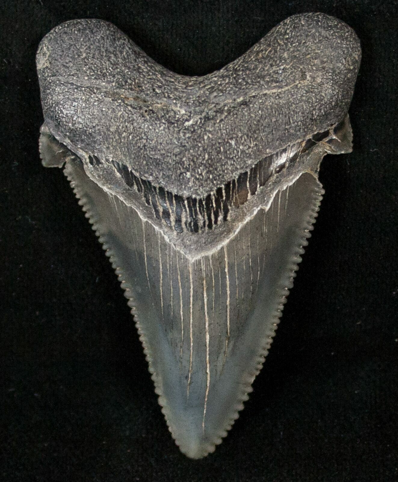 2.09" Serrated Angustidens Tooth - Megalodon Ancestor (#14484) For Sale ...