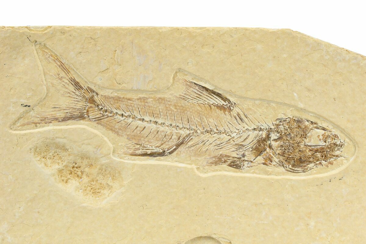 Rare, 3.2" Fossil Fish (Amphiplaga) - Green River Formation (#240388 ...