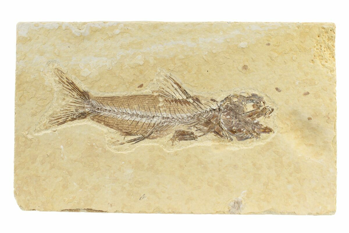 Rare, 3.4" Fossil Fish (Amphiplaga) - Green River Formation (#240389 ...