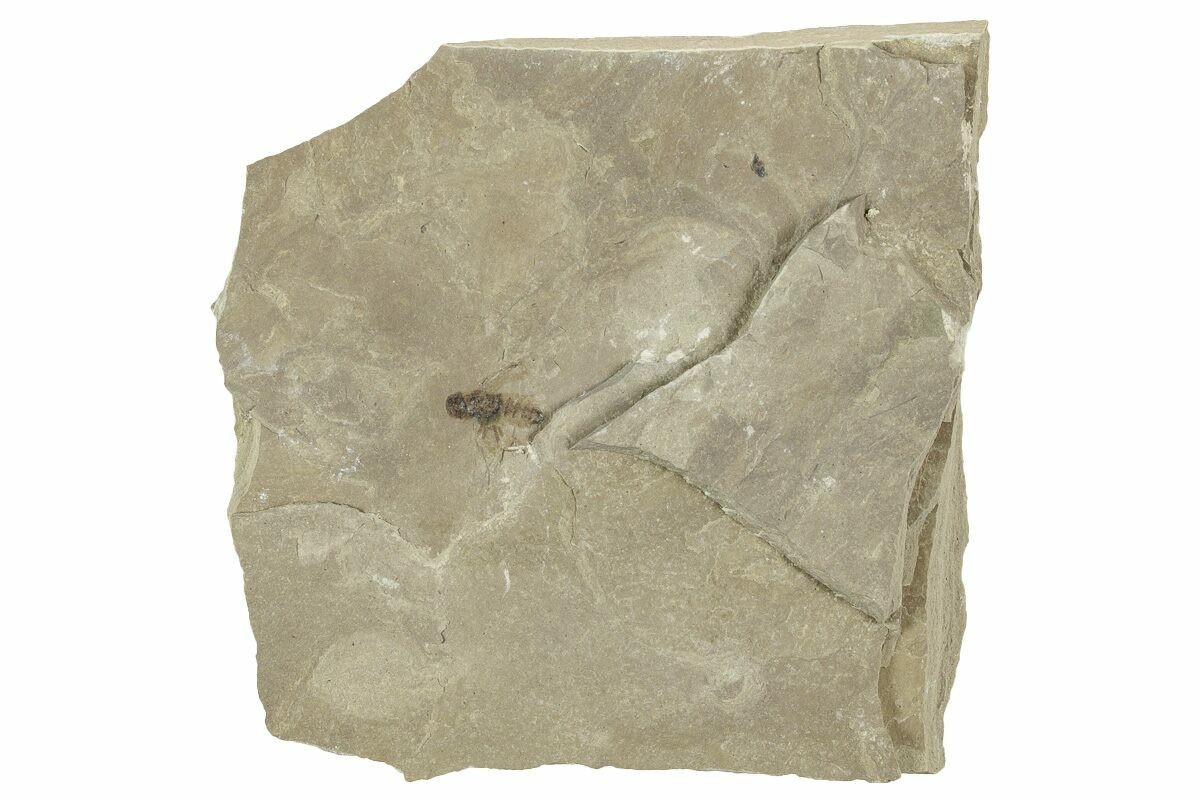 .3" Detailed Robber Fly Fossil - Green River Formation (#242718) For ...