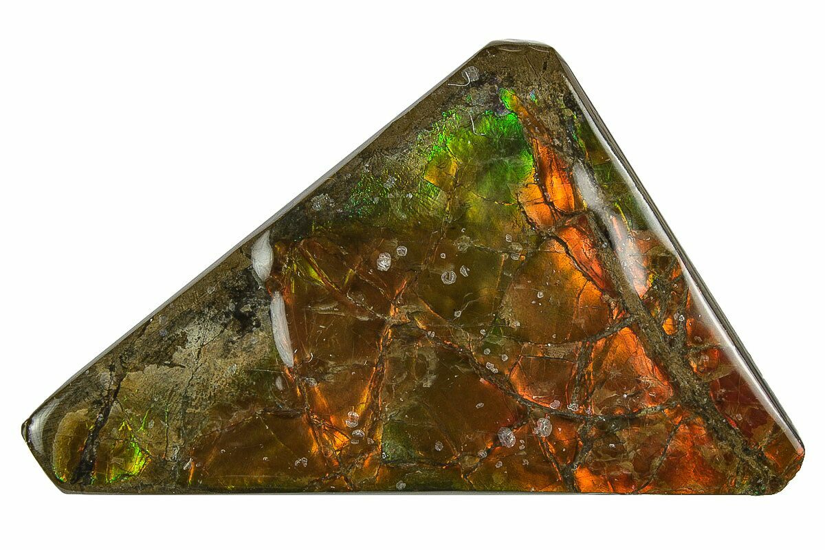 1.8" Iridescent Ammolite (Fossil Ammonite Shell) - Rainbow Colored ...