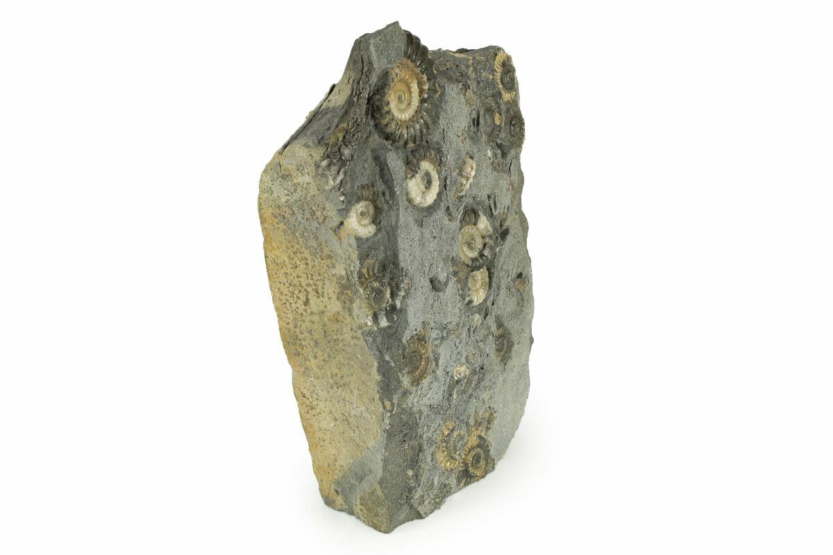 Fossil Ammonites (Promicroceras) on Limestone - Lyme Regis (#243467 ...