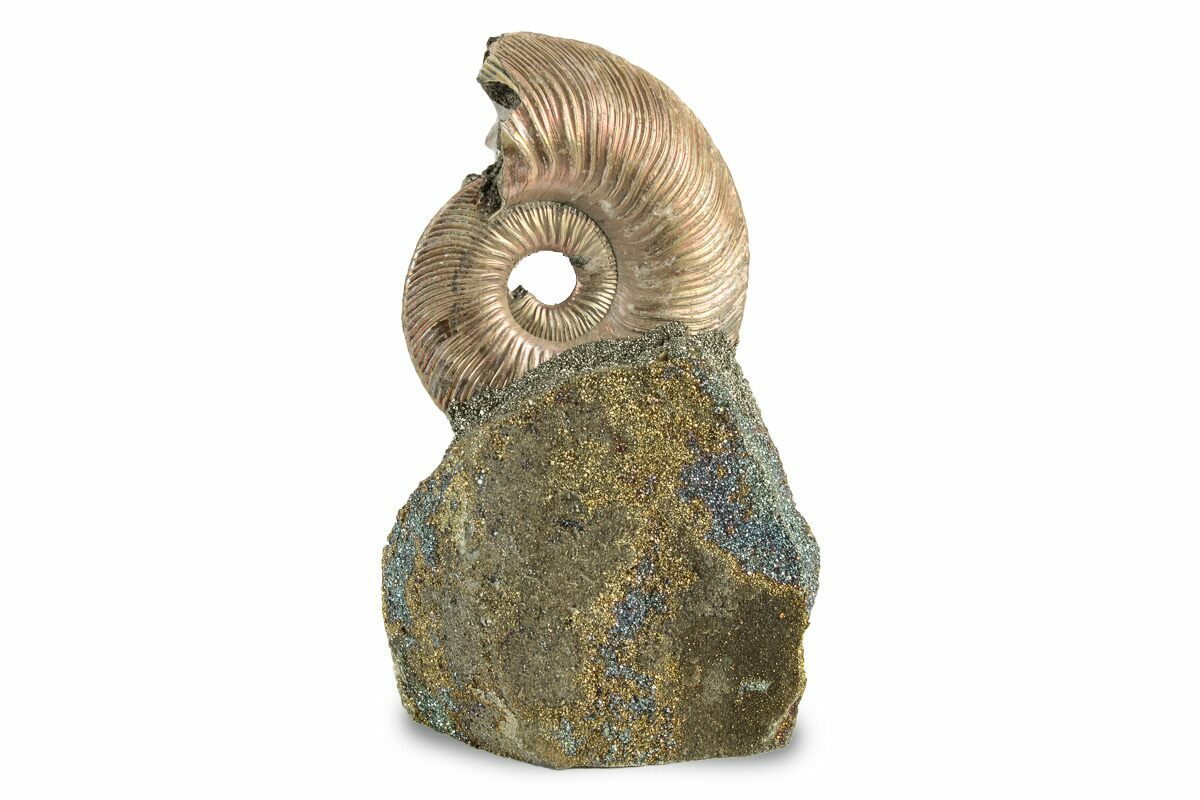2.45" Iridescent, Pyritized Ammonite (Quenstedticeras) Fossil Display ...