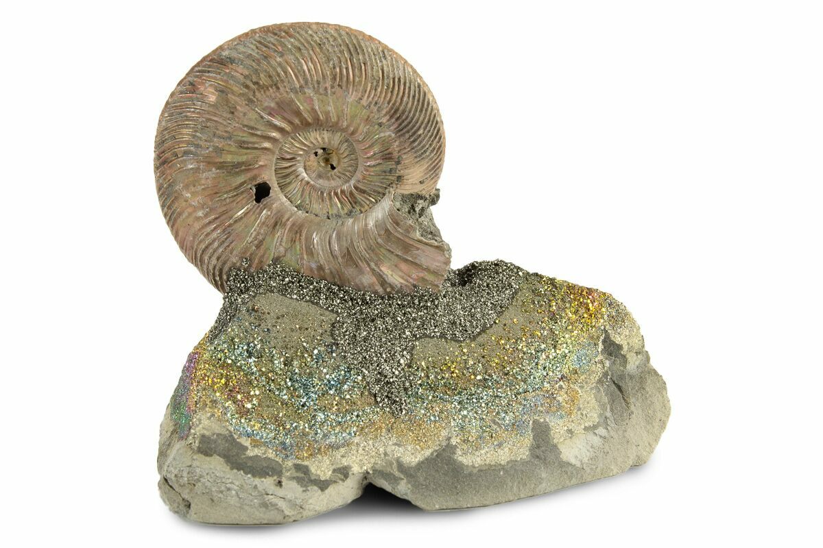 2.5" Iridescent, Pyritized Ammonite (Quenstedticeras) Fossil Display ...