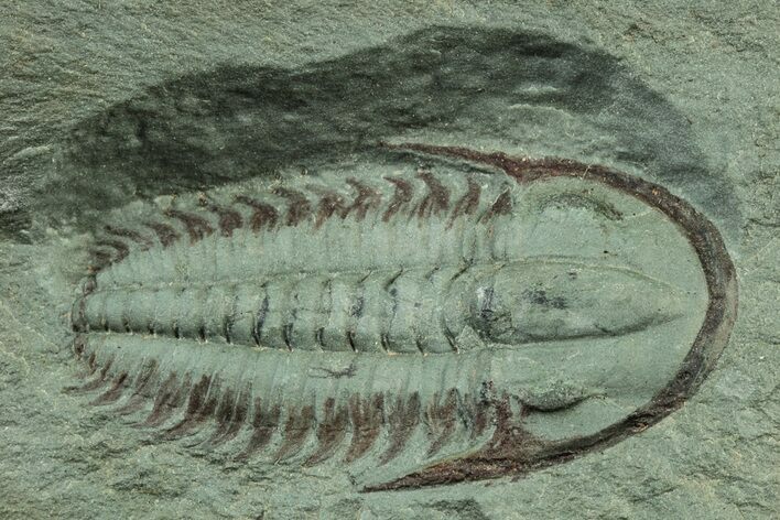 1.7" Cambrian Trilobite (Longianda) With Pos/Neg - Issafen, Morocco ...