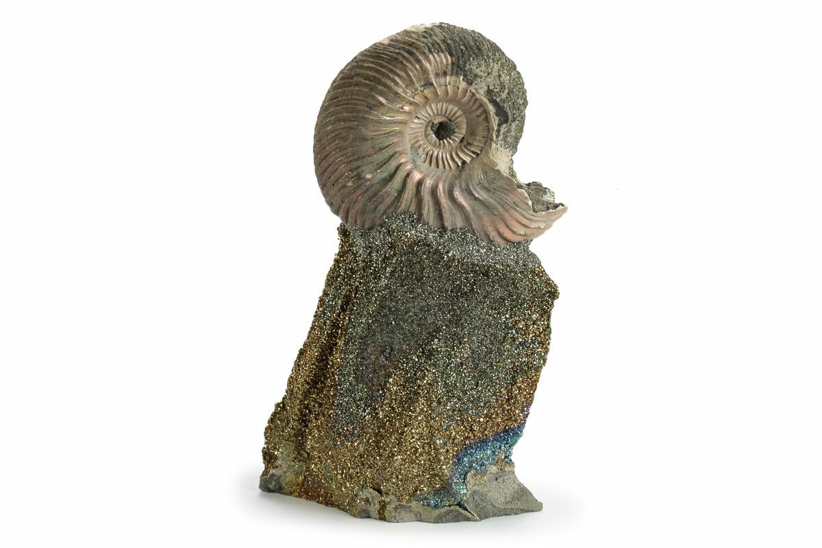2.9" Iridescent, Pyritized Ammonite (Quenstedticeras) Fossil Display ...