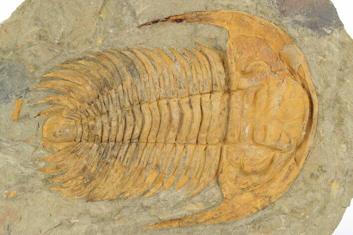4.9" Cambrian Trilobite (Acadoparadoxides) - Tinjdad, Morocco (#243903 ...