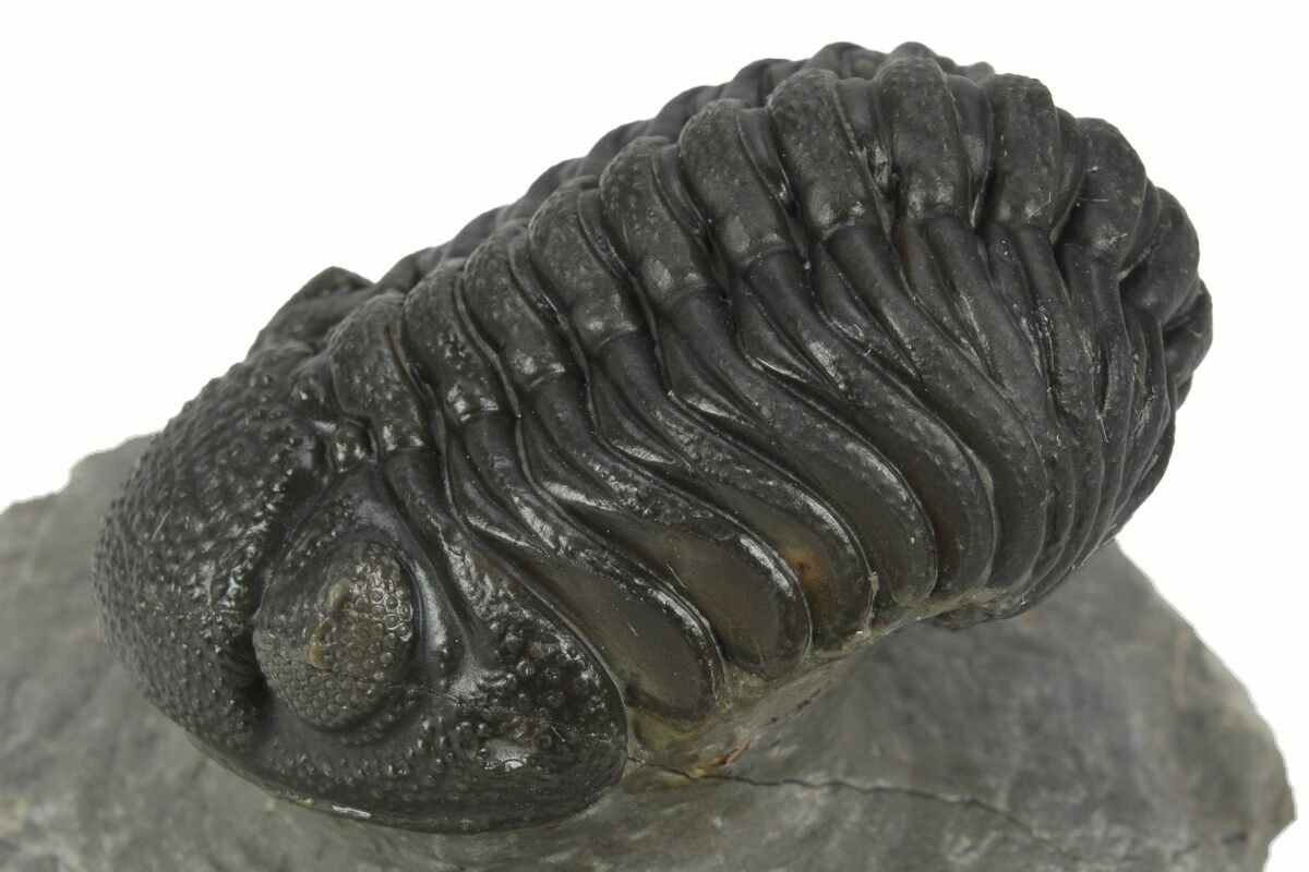 2.2" Detailed Morocops Trilobite - Ofaten, Morocco (#243869) For Sale ...