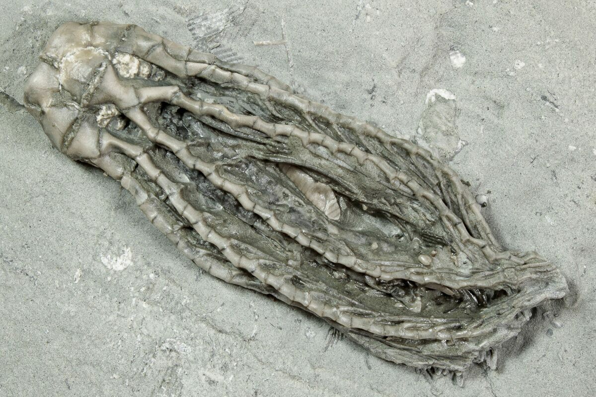 2.2" Fossil Crinoid (Abrotocrinus) - Crawfordsville, Indiana (#243929 ...