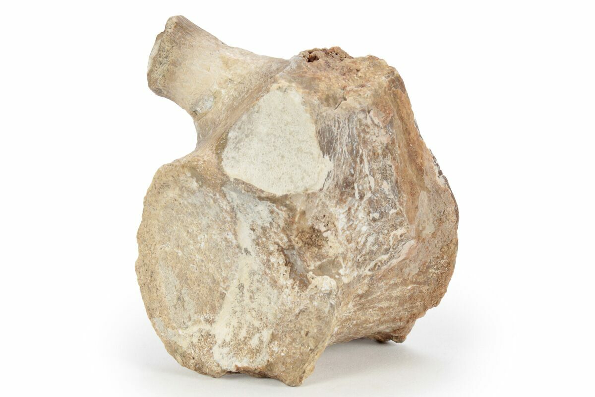 2.5" Fossil Plesiosaur (Thililua?) Vertebra - Asfla, Morocco (#240962 ...