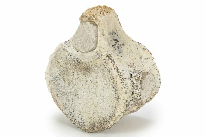2.3" Fossil Plesiosaur (Thililua?) Vertebra - Asfla, Morocco (#240966 ...
