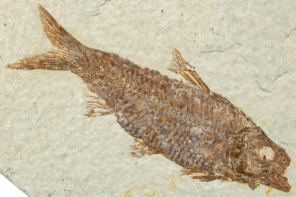 3.2" Detailed Fossil Fish (Knightia) - Wyoming (#244138) For Sale ...