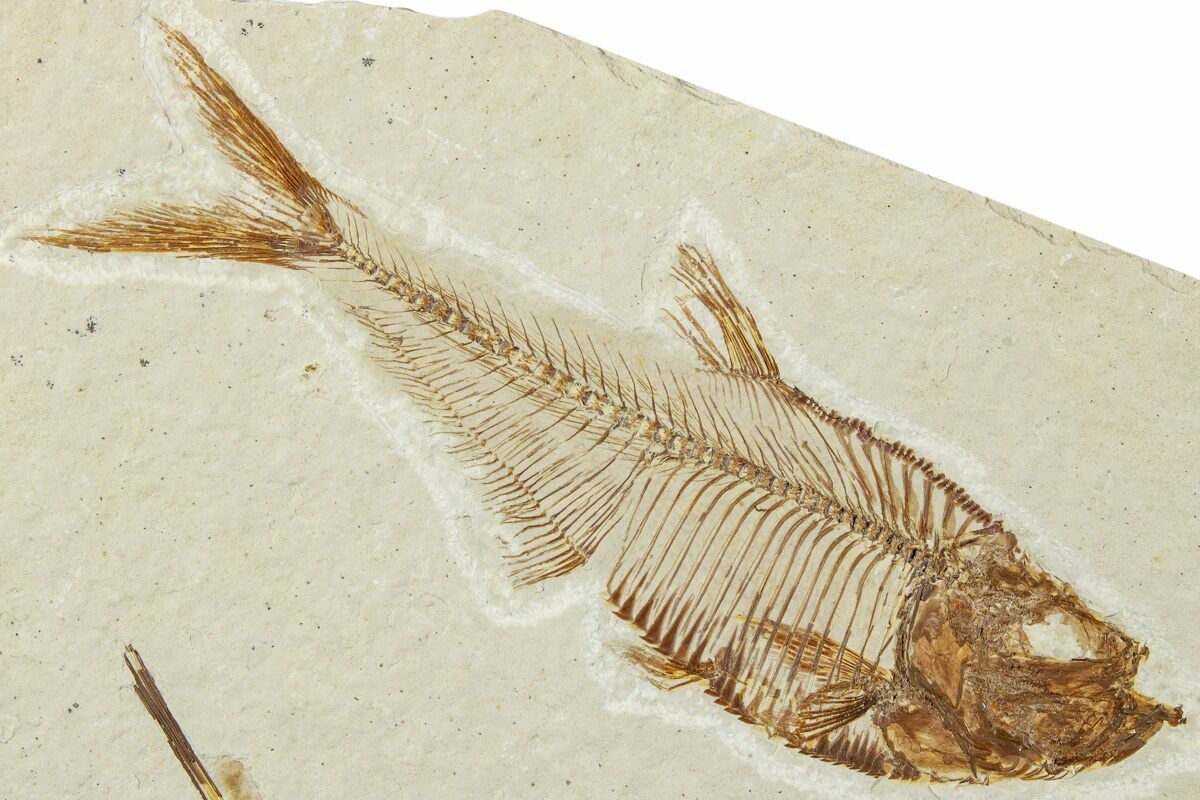 3.2" Detailed Fossil Fish (Diplomystus) - Wyoming (#244174) For Sale ...