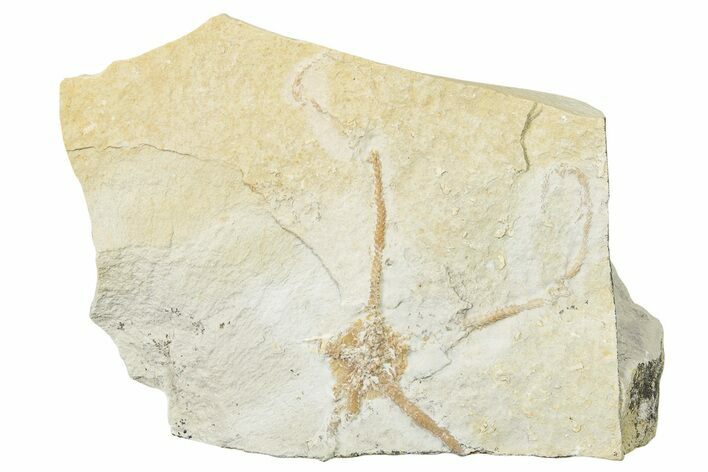 1.4" Geocoma Carinata Jurassic Brittle Star Fossil - Solnhofen (#244338 ...