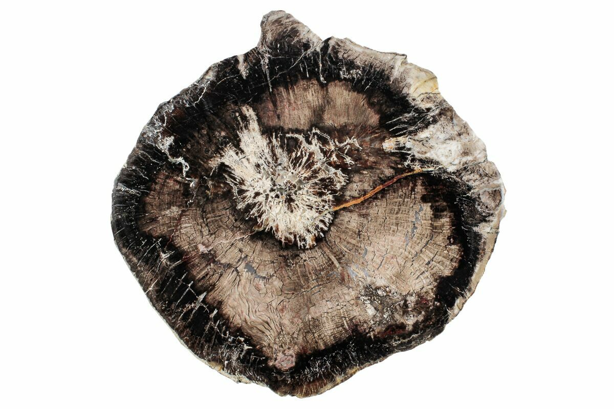 5" Polished Petrified Wood (Oak) Round - Swartz Canyon, Oregon (#244746 ...