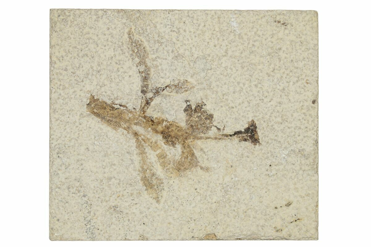 2.8" Fossil Monocot Flower - Green River Formation, Wyoming (#245074 ...