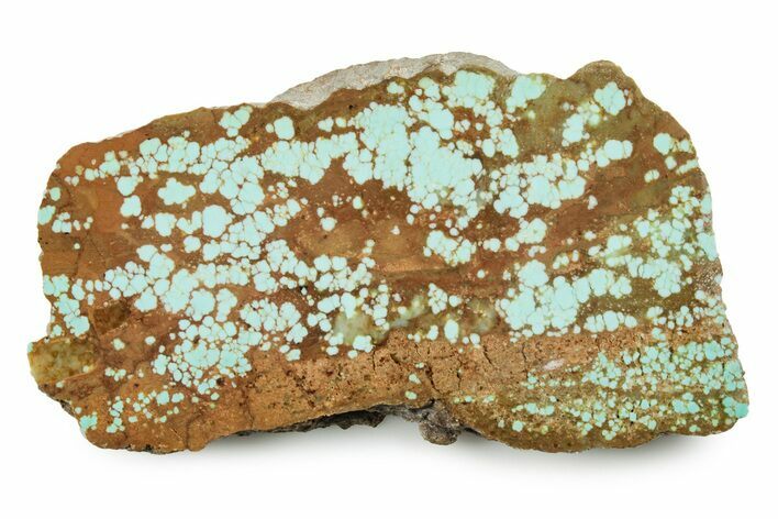 3.4" Polished Turquoise Slab - Number 8 Mine, Carlin, NV (#245506) For ...