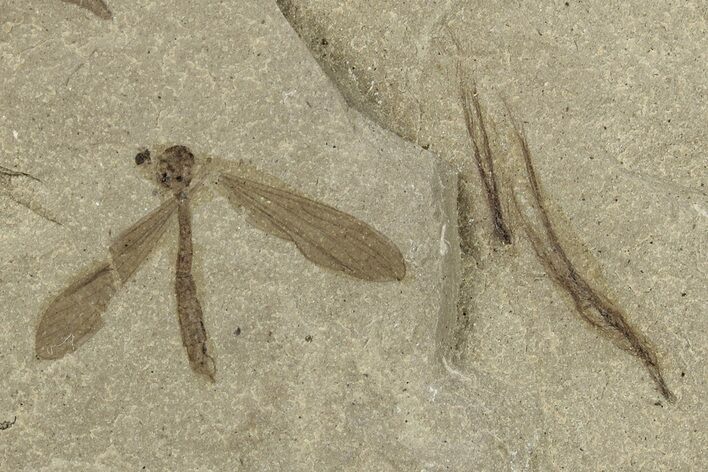 .7" Detailed Crane Fly (Tipulidae) Fossil - Green River Formation ...
