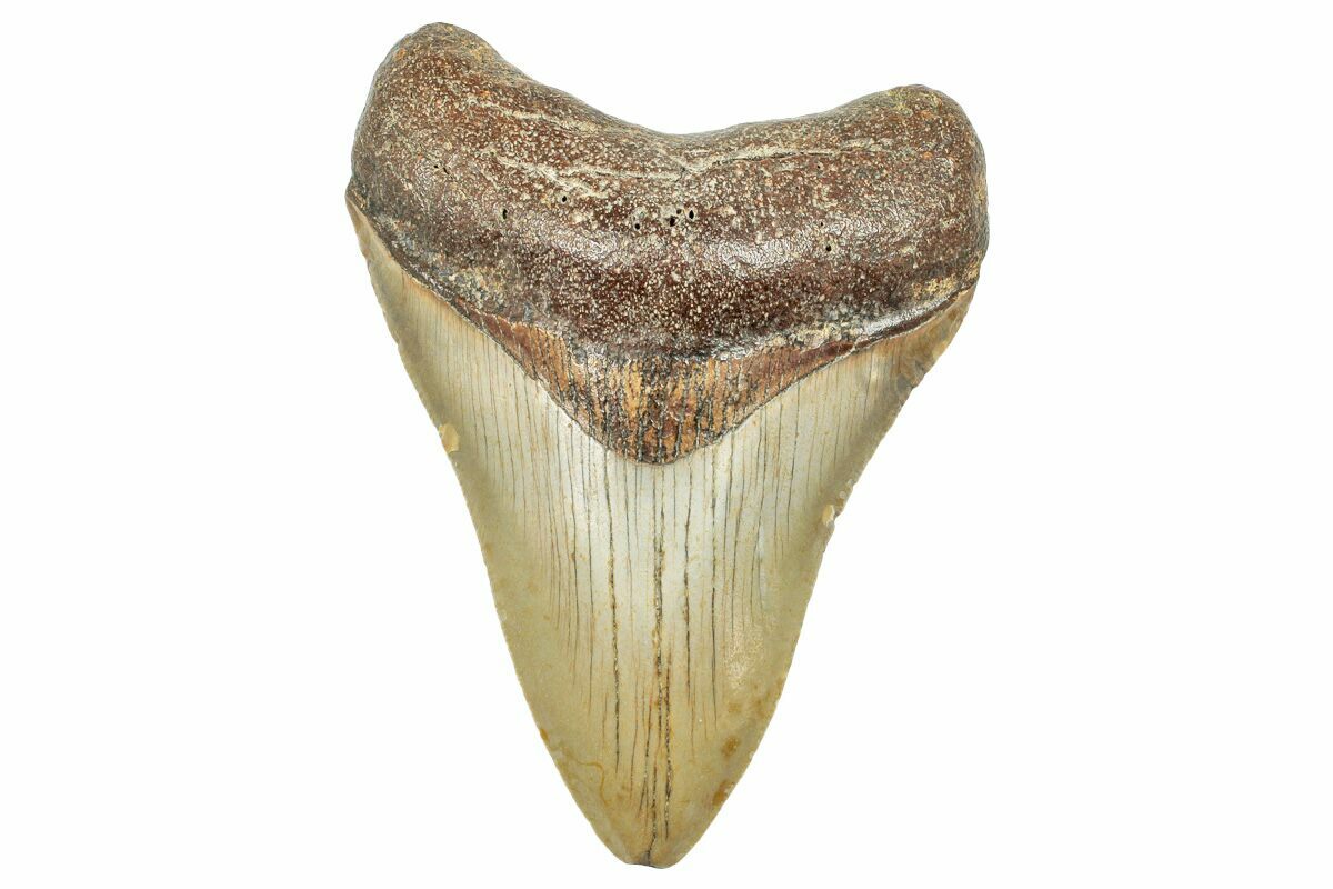 3.64" Fossil Megalodon Tooth - North Carolina (#245751) For Sale ...