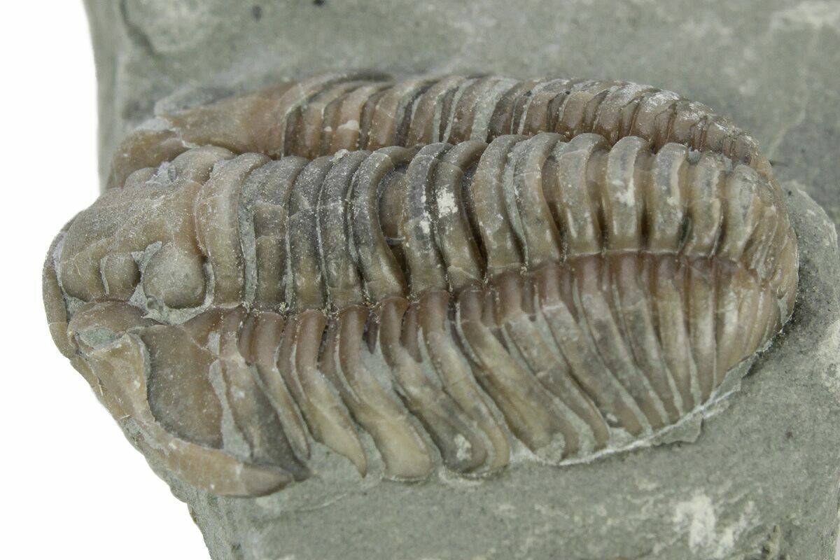 .67" Long Prone Flexicalymene Trilobite - Mt. Orab, Ohio (#245134) For ...