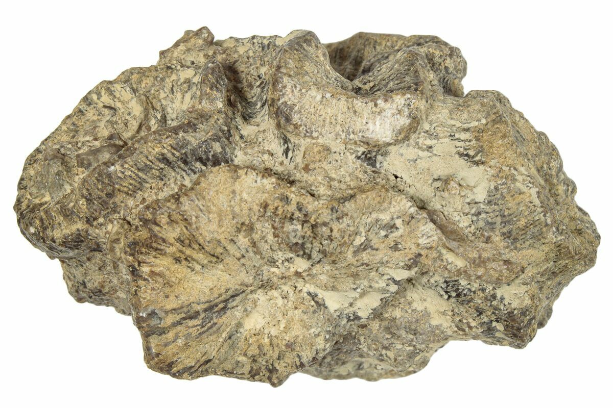 2" Jurassic Fossil Coral - Portugal (#244808) For Sale - FossilEra.com