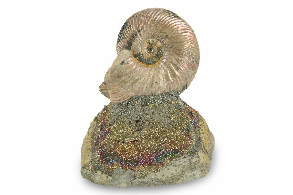 2.2" Iridescent, Pyritized Ammonite (Quenstedticeras) Fossil Display ...