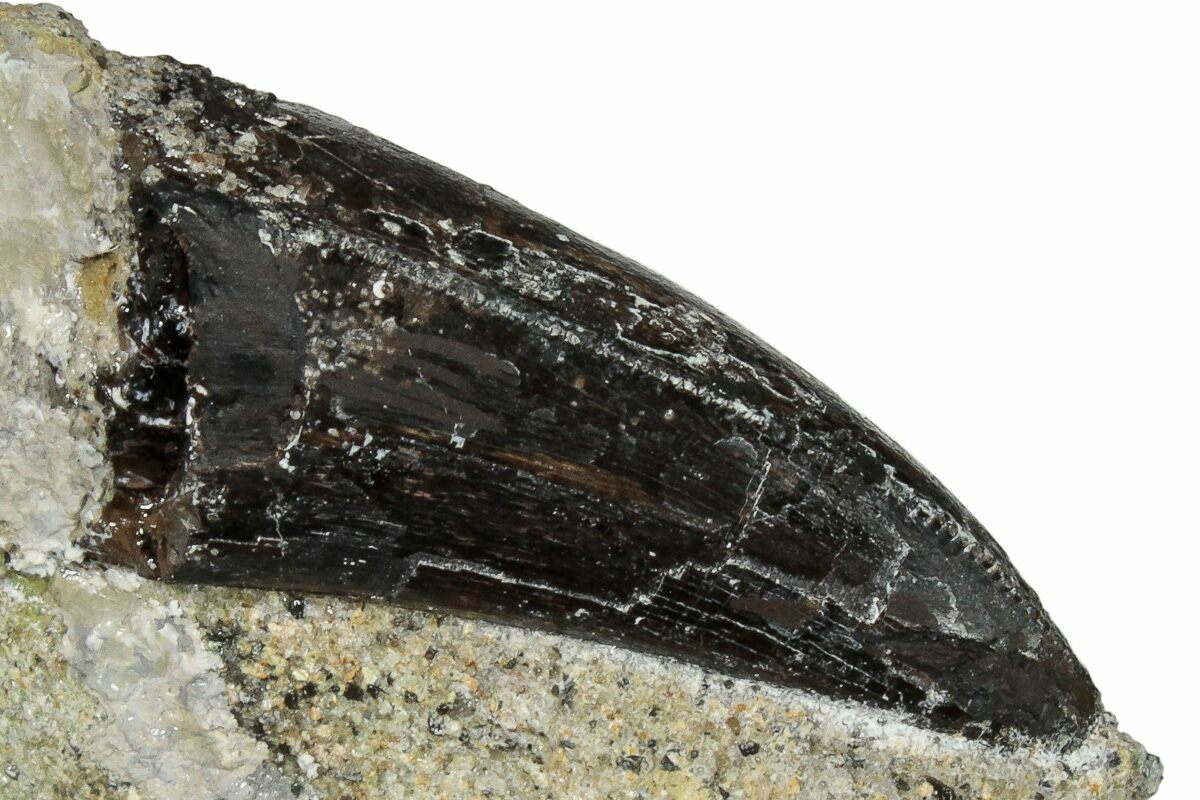 1.35" Allosaurus Tooth In Sandstone - Bone Cabin Quarry, Wyoming ...